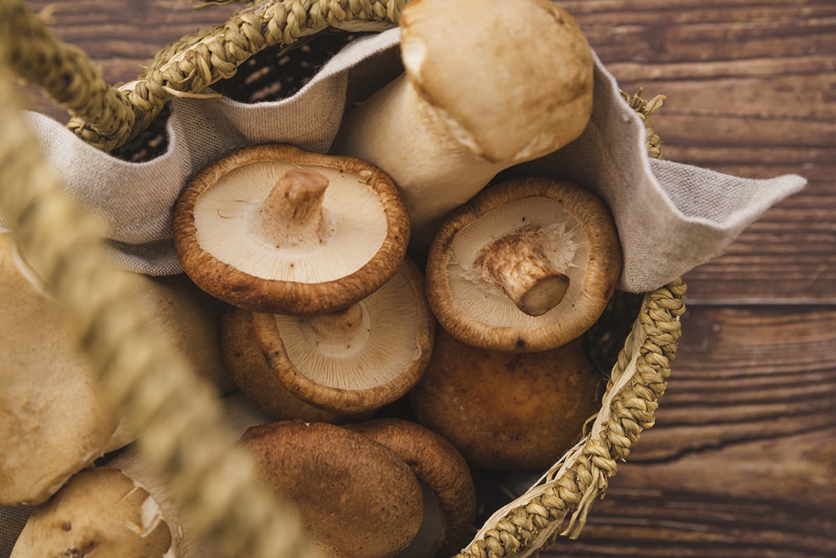 Manger des champignons pourrait réduire le risque de cancers de la ...